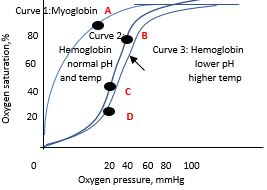 Exercise continues: blood pH drops and temperature increases, PO2 of ...