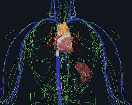 Trace the pathway that lymph flows superiorly and answer the following ...