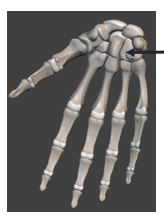 The bone indicated by the black arrow is the? | Homework.Study.com