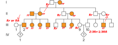 A. What must be the genotype of carriers of the red hair allele? How ...