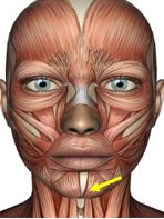 The muscle indicated by the arrow is the ______? | Homework.Study.com