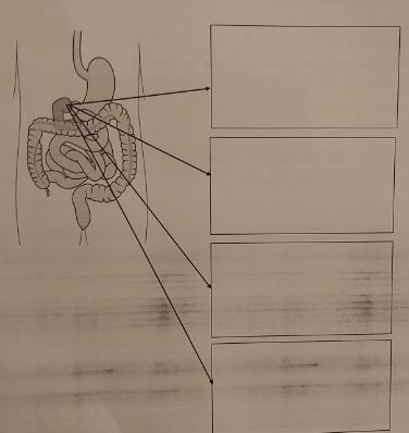 Identify the four different tissue types (muscular, connective, nervous ...