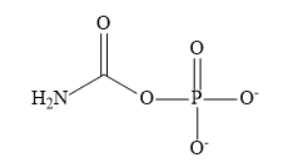Which two pathways use carbamyl phosphate? | Homework.Study.com