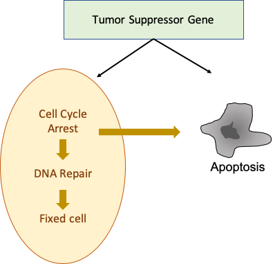 What is the normal function of tumor suppressor genes? | Homework.Study.com