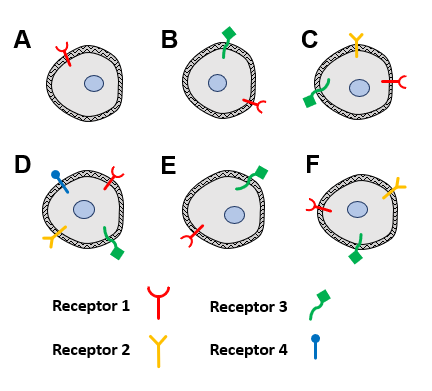 Draw a set of six cells (you don't need many details, mostly just ...
