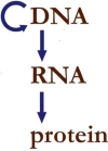 For the following DNA sequence: TAC GTT CAG AAG CTT GCT ACG CGC AAT CGA ...