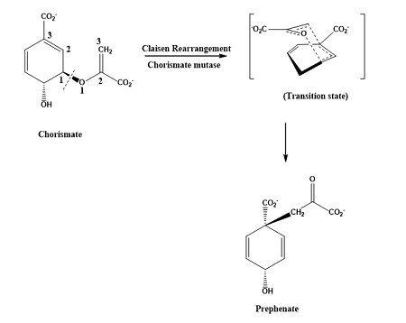 In nature, the enzyme chorismate mutase catalyzes a Claisen ...