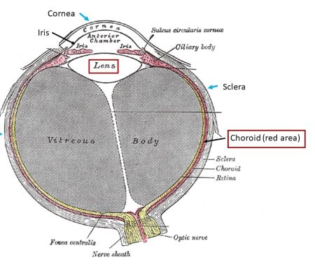 It is a highly vascular, darkly pigmented portion of uvea. a. cornea b ...