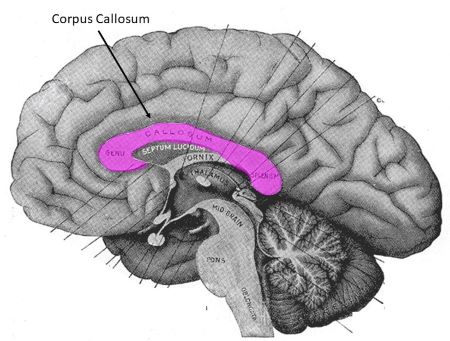 Function: Connect the right and left hemisphere Structure or Lobe ...