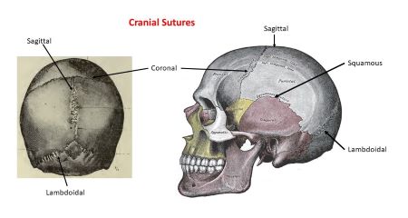 The four primary sutures are lambdoid, coronal, sagittal, and A ...