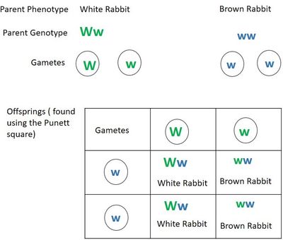For the following problem, list the parent genotypes, draw and fill in ...