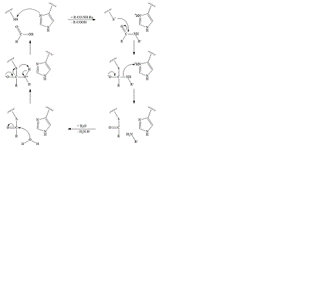 How do cysteine proteases work. Do they have a fast and slow phase, why ...