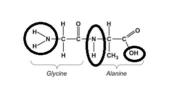 Glycine Structure At Ph 7