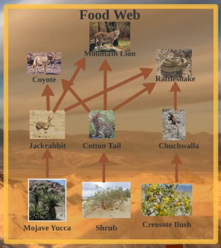 Desert Ecosystem Food Pyramid