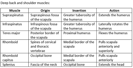What are the muscles on a pigs back? | Homework.Study.com