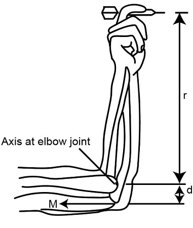 Imagine the motion of the human forearm in throwing a dart. Because of ...