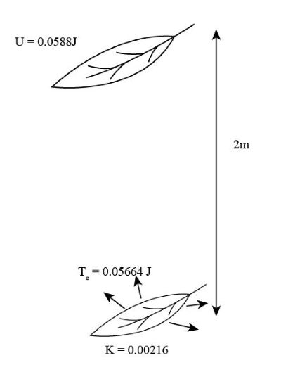 Draw a diagram of the feather which includes the following information ...
