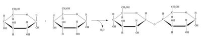 Explain in detail condensation reaction of lactose, fructose, sucrose ...