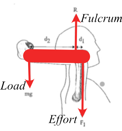 The picture below shows a skeletal joint, what is the type of lever ...