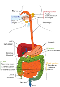 Explain the structure, types, location, and functions of any one tissue ...