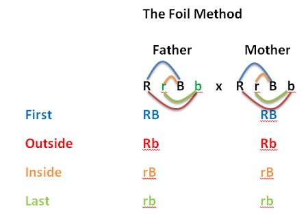 Cross 2 heterozygous running, heterozygous black mice. 1. A cross ...