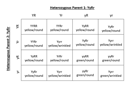 Y gives yellow seeds, and y gives green seeds. R gives round seeds, and ...