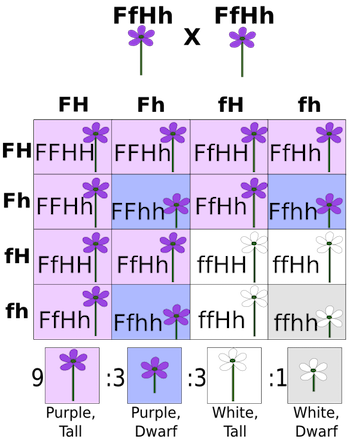 How to set up a dihybrid cross | Homework.Study.com