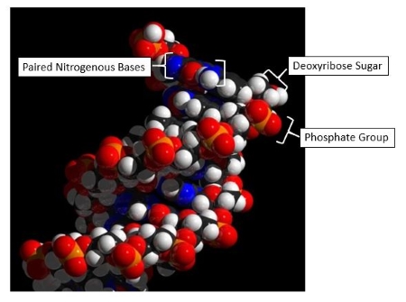Find a diagram, photo, or other illustration of a DNA molecule ...