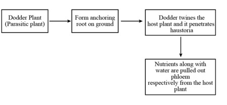 Use a flowchart to describe how a parasite obtains its food. | Homework ...