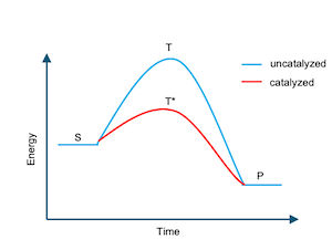 Which of the following is not true about enzymes: (a) The increase in ...