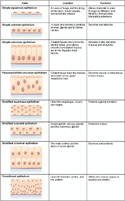 Distinguish between the different types of epithelium and cite ...