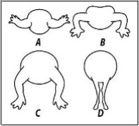 What is the result of the general progression of evolution from A to D ...