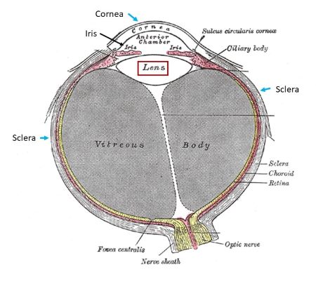 Which of the following structures would you find as part of the tunica ...