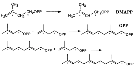 Assume that acetyl CoA containing a ^{14}C isotopic label in the ...