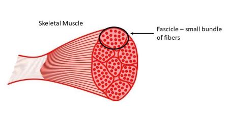 Identify the term: A small bundle of muscle fibers within a muscle ...