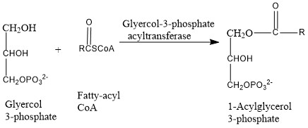 Fats are biosynthesized from glycerol 3-phosphate and fatty-acyl CoA's ...