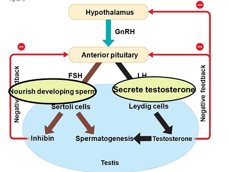 The male and female reproductive systems are controlled by hormones and ...