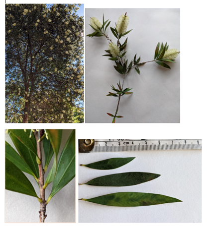 Identify the family name and floral formula. | Homework.Study.com