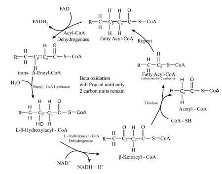 (1) Put the molecule of the first round of lipogenesis in correct order ...