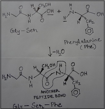 What is the structural formula for a possible compound of glycine ...