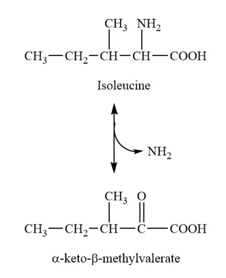 Amino acids are metabolized by a transamination reaction in which the ...