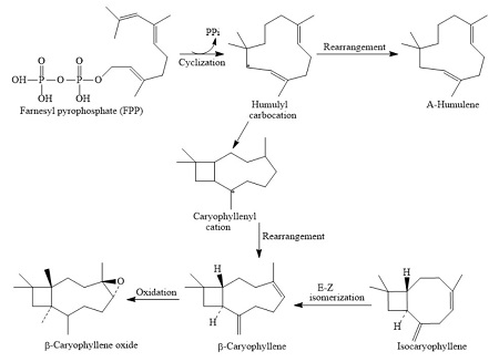 Propose a mechanistic pathway for the biosynthesis of caryophyllene, a ...