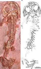 What are inferences about how this (the fossils of the two ancestors ...