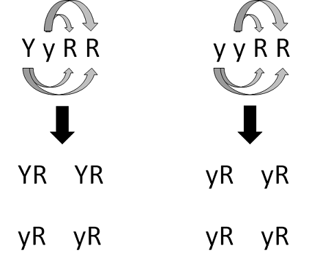 YyRR is crossed with yyRR. The progeny will be..? | Homework.Study.com