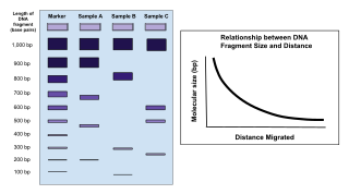 1) What is the purpose of the two dyes (orange G and xylene cyanol) in ...