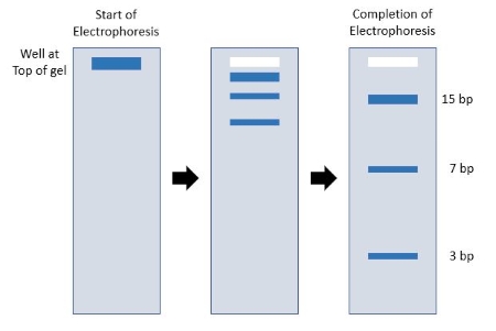 You have a strand of DNA that was cleaved into four fragments (15 base ...