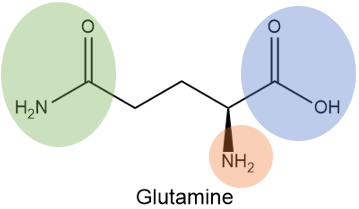 In addition to the amino and carboxyl groups, what other functional ...