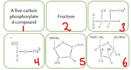 Identify the following descriptions or structures as GLYCOLYSIS ...