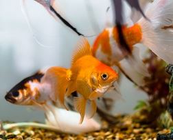 What is a rainbow goldfish? | Homework.Study.com