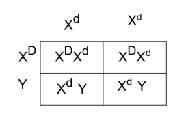 A man carries a sex-linked gene for Goltz syndrome on his X chromosomes ...